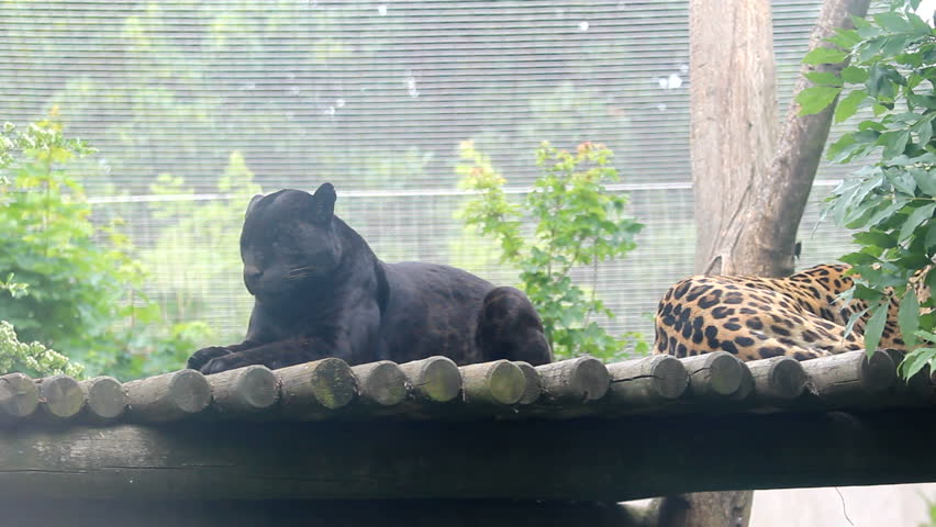 Tiger And Black Panther Rest In Zoo Park Stock Footage Video 5003498 ...