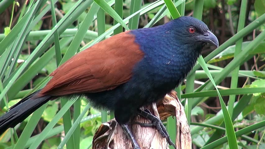 Greater Coucal Or Crow Pheasant (Centropus Sinensis). Class: Aves Order ...