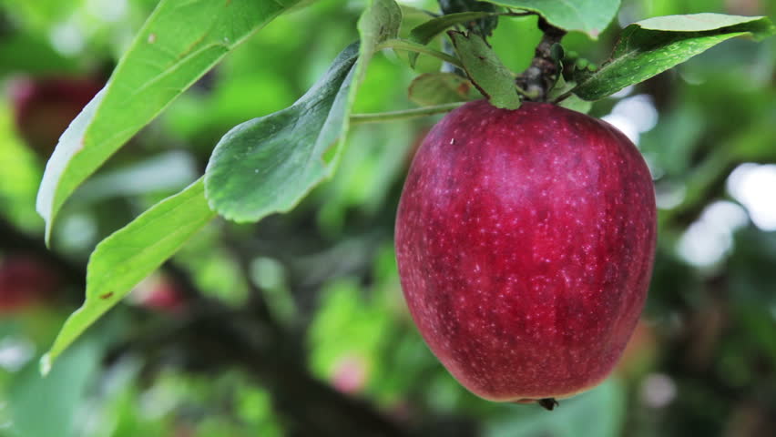 Deep Red Apple On Tree, Close Up. Stock Footage Video 5178374 ...