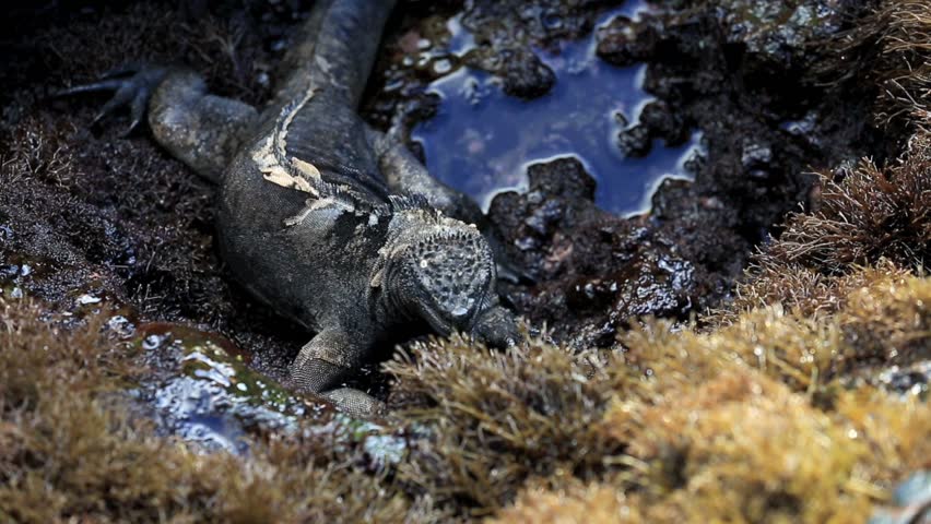 Marine Iguana Eating Algae Off Volcanic Rocks At Low Tide In The ...
