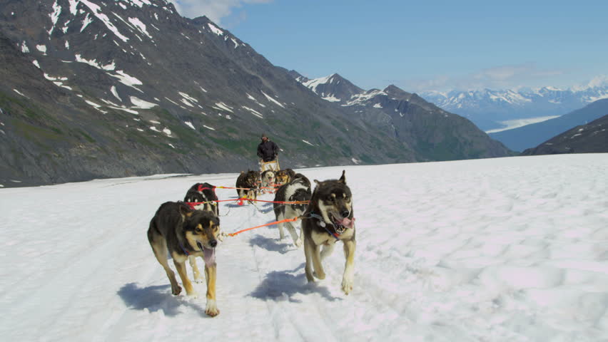 Dog Sledding Stock Footage Video - Shutterstock