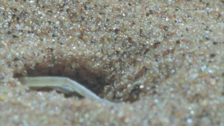 Euplotes Under Microscope
