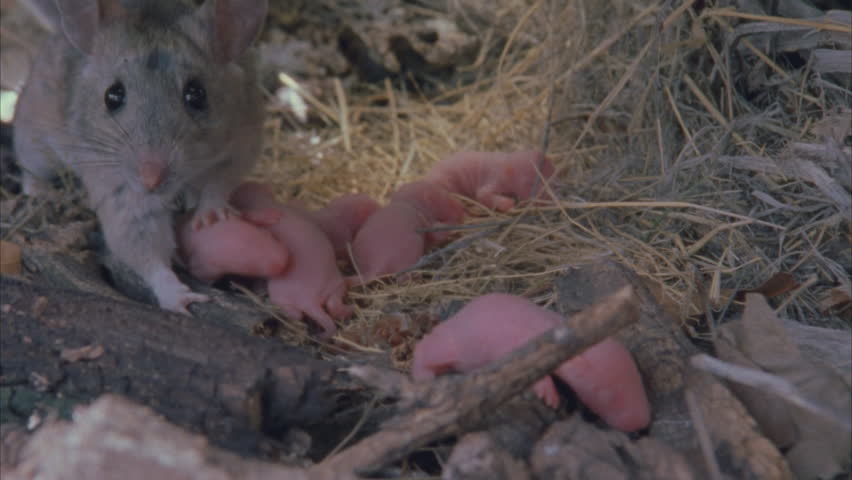 Pink Pack Rat Baby Stock Footage Video 5733302 - Shutterstock