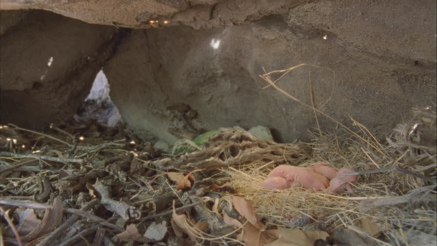 Gila Monster Enters Burrow, Approaches Young Pack Rats Nest, Grabs One ...