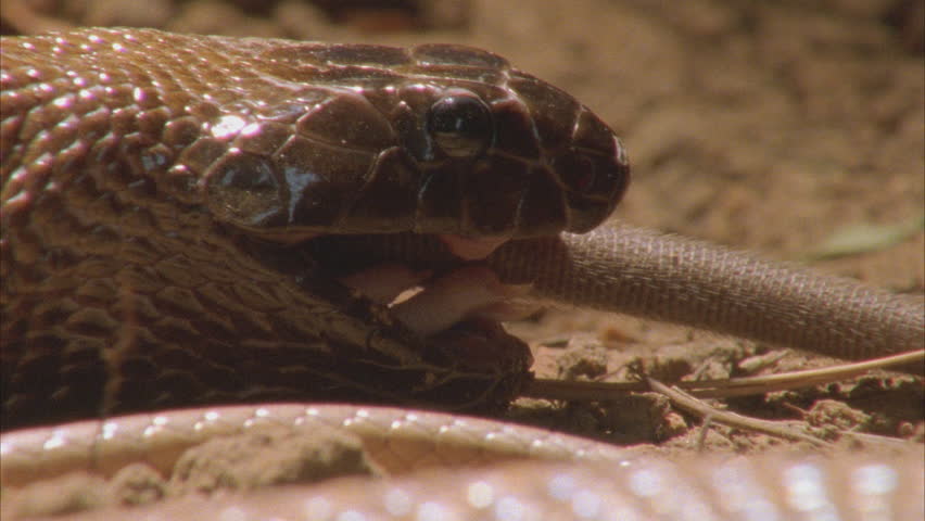 Baby Inland Taipan Recent Hatchling Slithers Away From Camera Stock ...