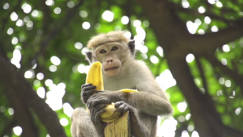 SLOW MOTION: Monkey Eating The Banana Stock Footage Video 6037499 ...