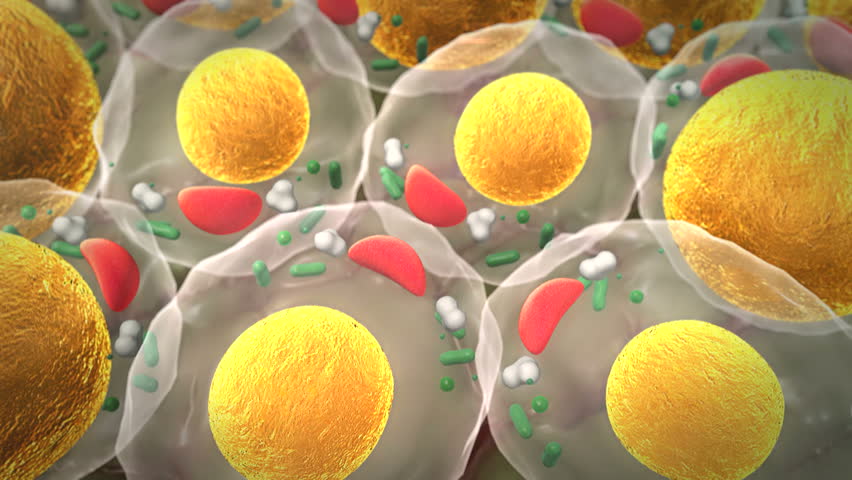 Cholesterol, Cell Structure, High Quality 3d Render Of Fat Cells ...