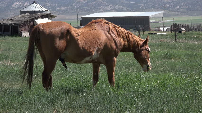 Farm Field Sway Back Horse Grazing 4K. Old Twenty Five Year Old ...