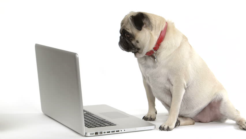 A Cute Pug Dog Looks At The Screen Of A Laptop Computer. Stock Footage ...