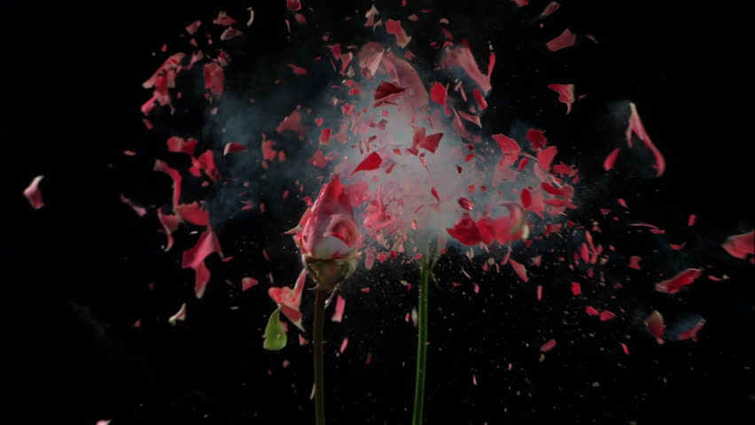Rose Frozen In Liquid Nitrogen Explodes In Slow Motion Stock Footage ...