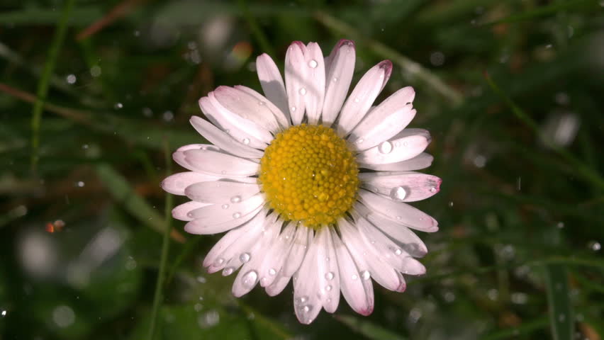 Falling Daisy Wallpaper