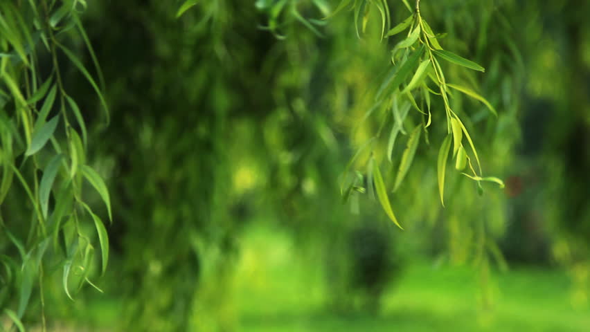 Close On Weeping Willow Tree Branches. Stock Footage Video 1349806 ...