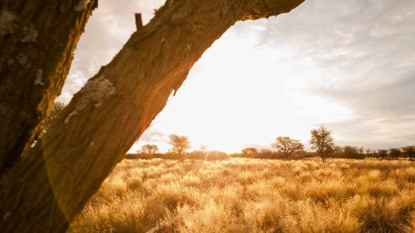 Linear Pull-back Abstract Timelapse Of A Typical Savanna Bushveld ...