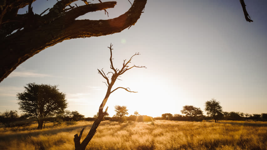 Bushveld Stock Footage Video - Shutterstock