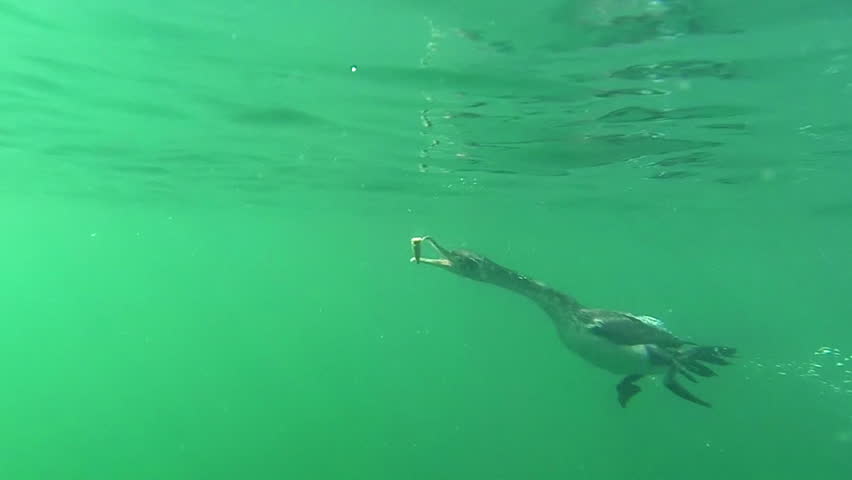 Underwater Footage Of A Cormorant Or Pied Shag Diving For A Piece Of ...