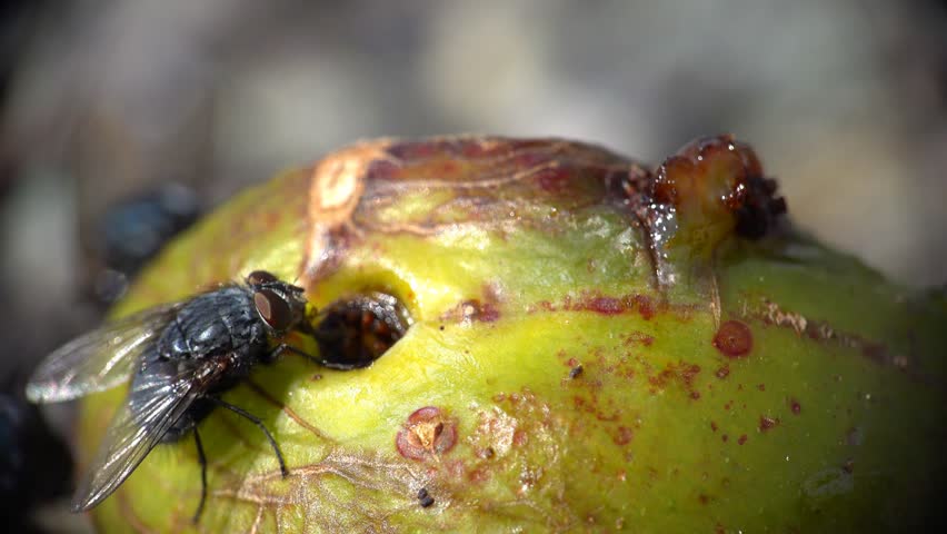 Flies Eat Food Stock Footage Video 4500311 - Shutterstock