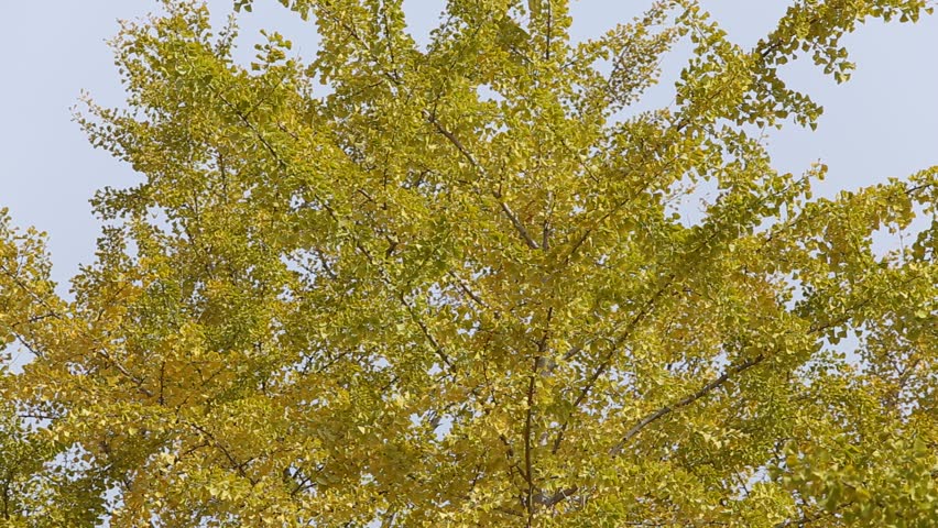 Yellow Gingko Leaves (Ginkgo Biloba - Maidenhair Tree) In Autumn, Japan ...