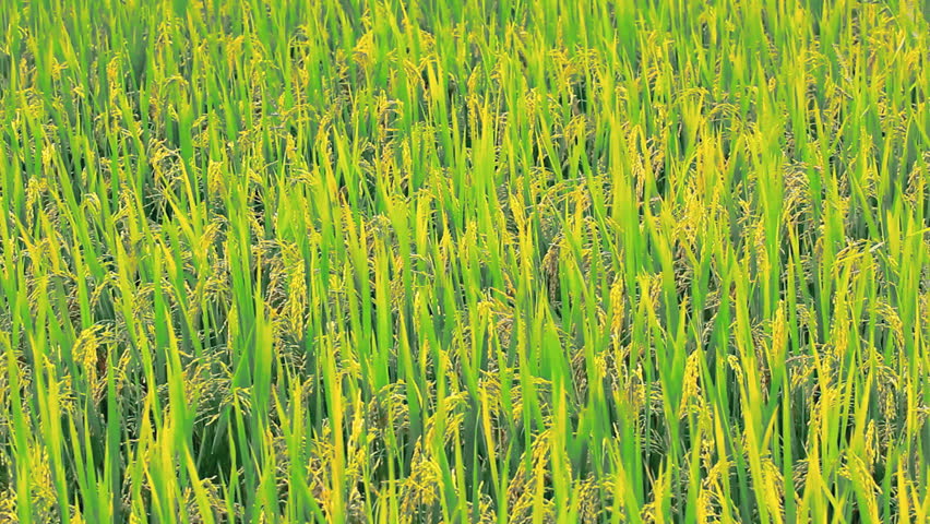 Paddy On Stalk In Wide Field Swaying By Wind At Bac Son, Vietnam Stock ...