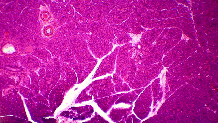 Slice The Testis Cat Under The Microscope (Testis Sec.), Ful HD Stock ...