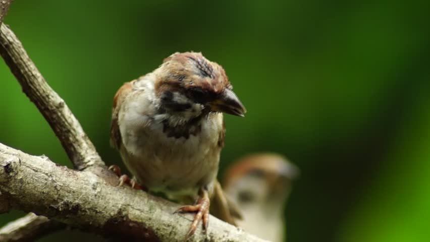 Philippine Maya Bird Eurasian Tree Sparrow Or Passer Montanus Perch On ...