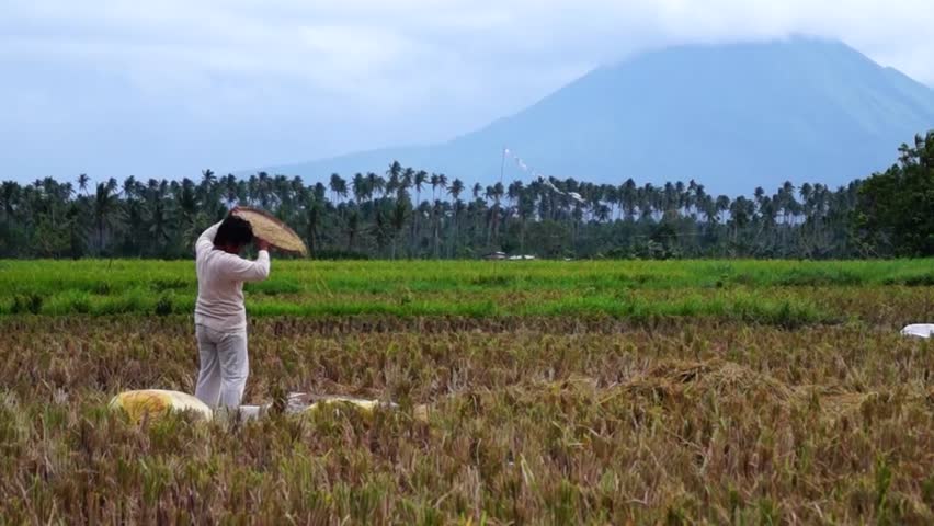 Philippine Rice Field Harvest