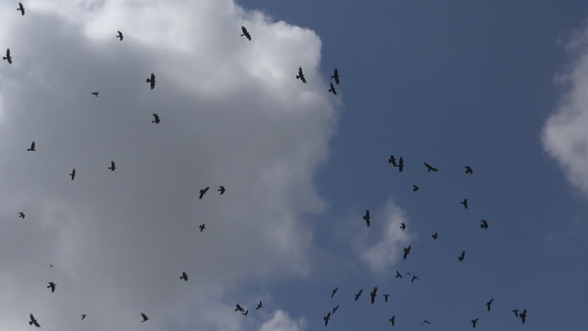 4K Flock Of Crows Flying On Cloudy Sky, Ravens In Flight, Birds In Air ...