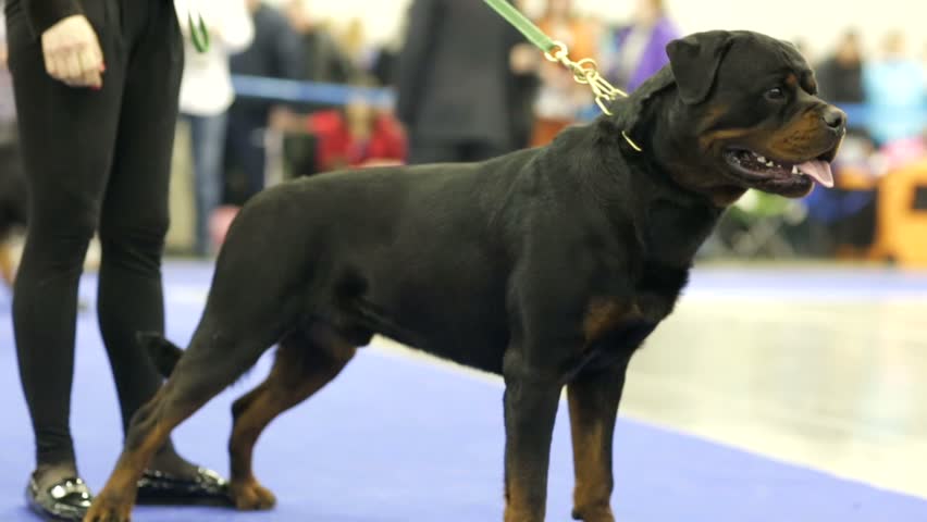 Russian Rottweiler Dog