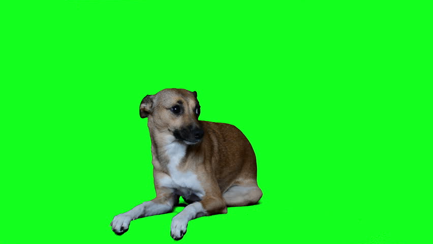 Barking Dog In Green Screen Studio Stock Footage Video 5018567 ...